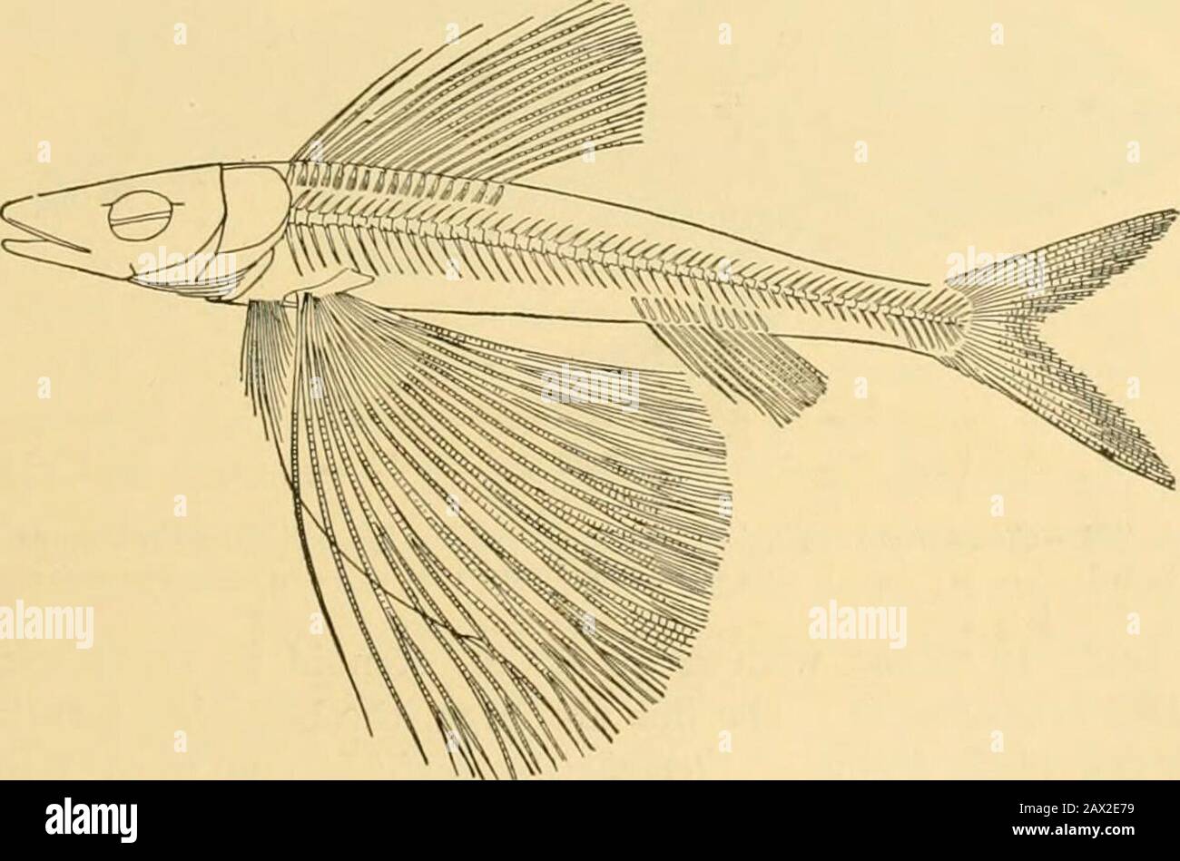 Fishes . Fig. 20Q.âIstieus grandis Agassiz. Family Pterothrissidw ...