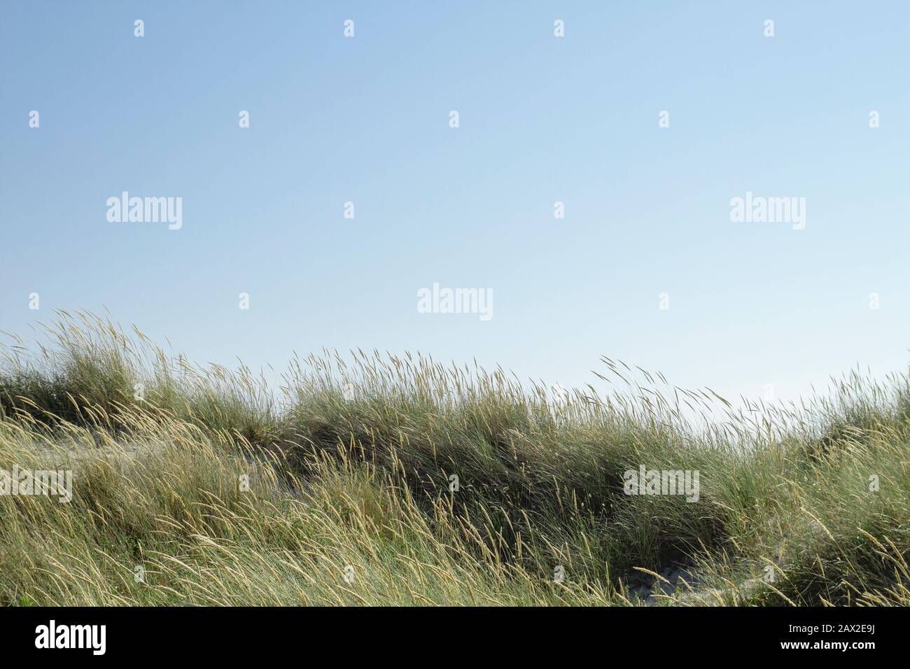 Green marram grass on the coastline dunes Stock Photo - Alamy
