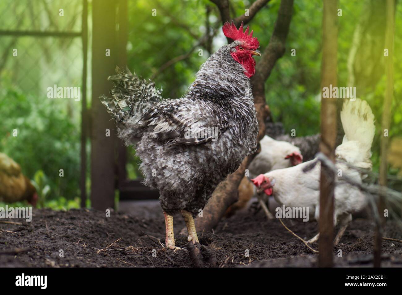 Free rang hens farm. Happy organic hens. Chickens walking along the ...