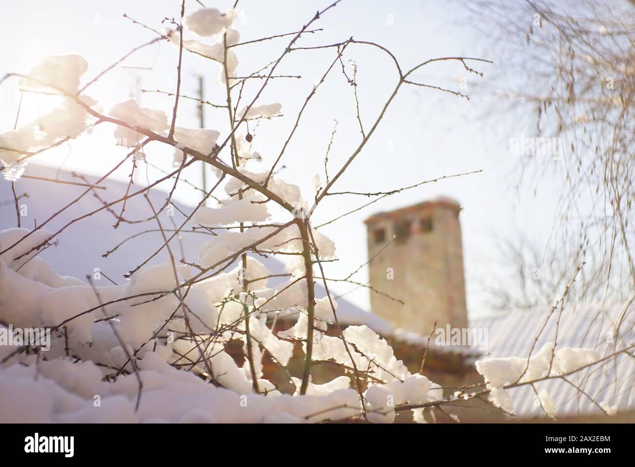 Thin tree branches hi-res stock photography and images - Alamy