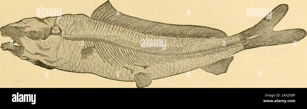 Shad mooneye hi-res stock photography and images - Alamy