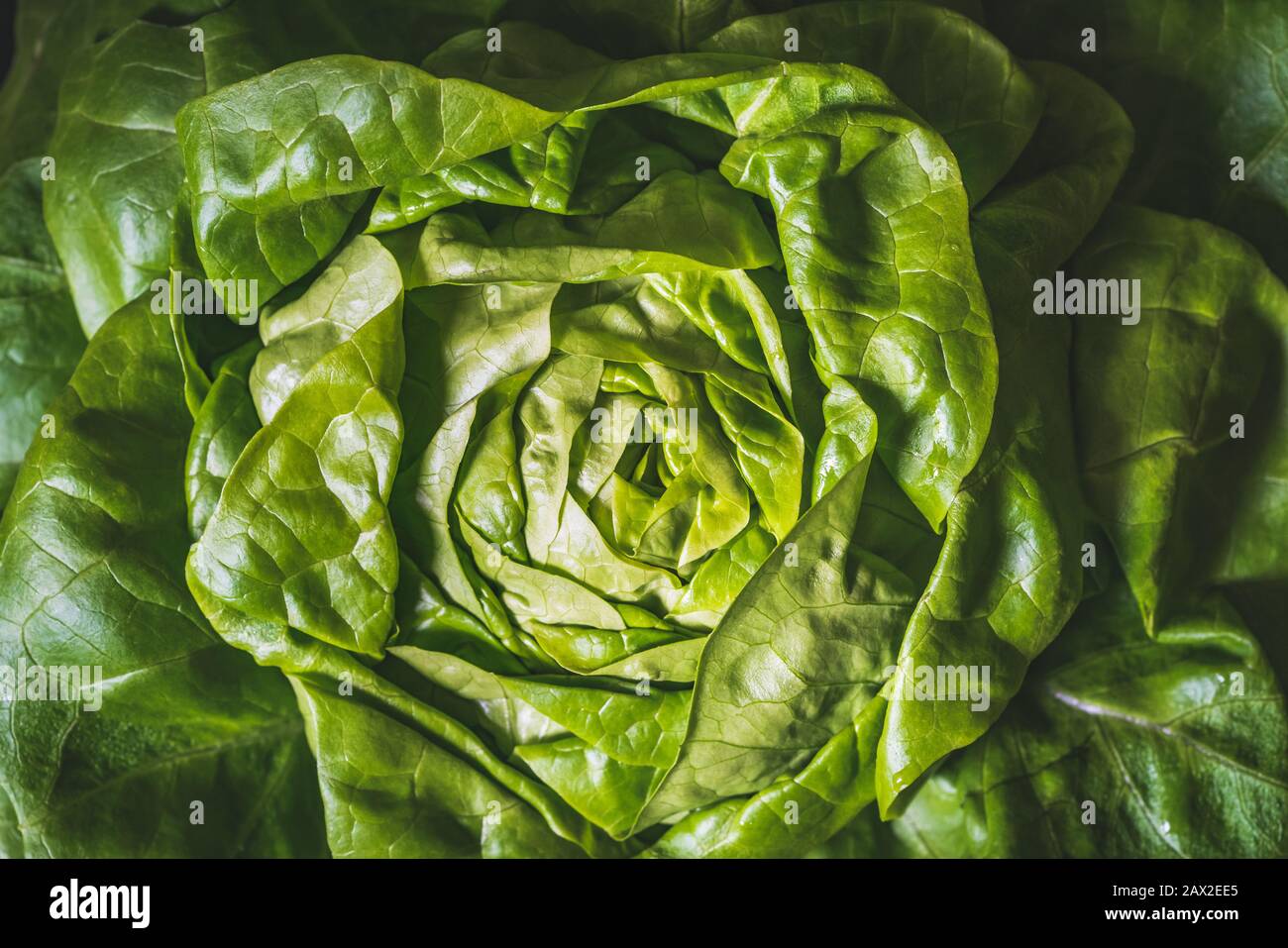 Bibb lettuce hi-res stock photography and images - Alamy