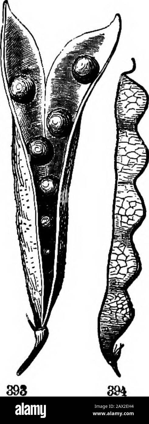 Key fruit of ash Cut Out Stock Images & Pictures - Alamy