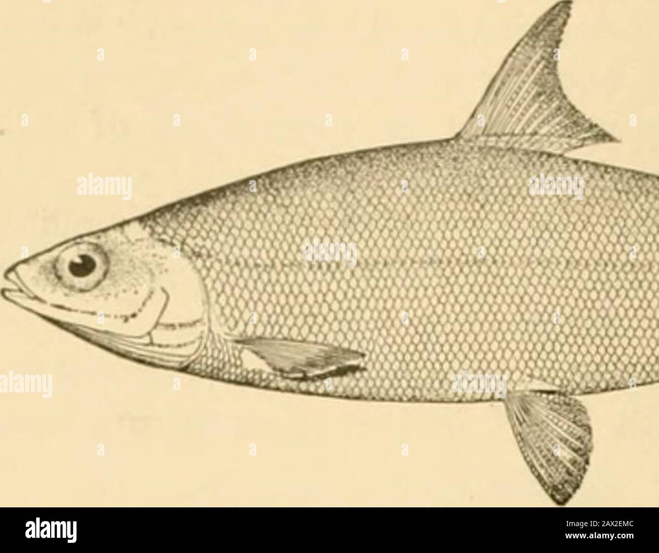 Fossils take hi-res stock photography and images - Alamy