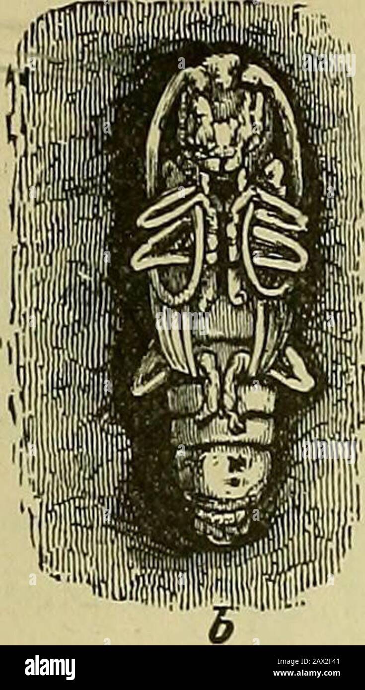 Insects and insecticidesA practical manual concerning noxious insects ...
