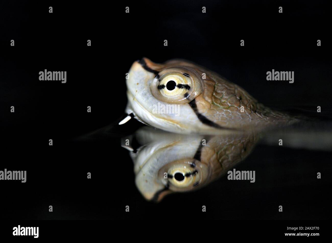 Toadhead hi-res stock photography and images - Alamy
