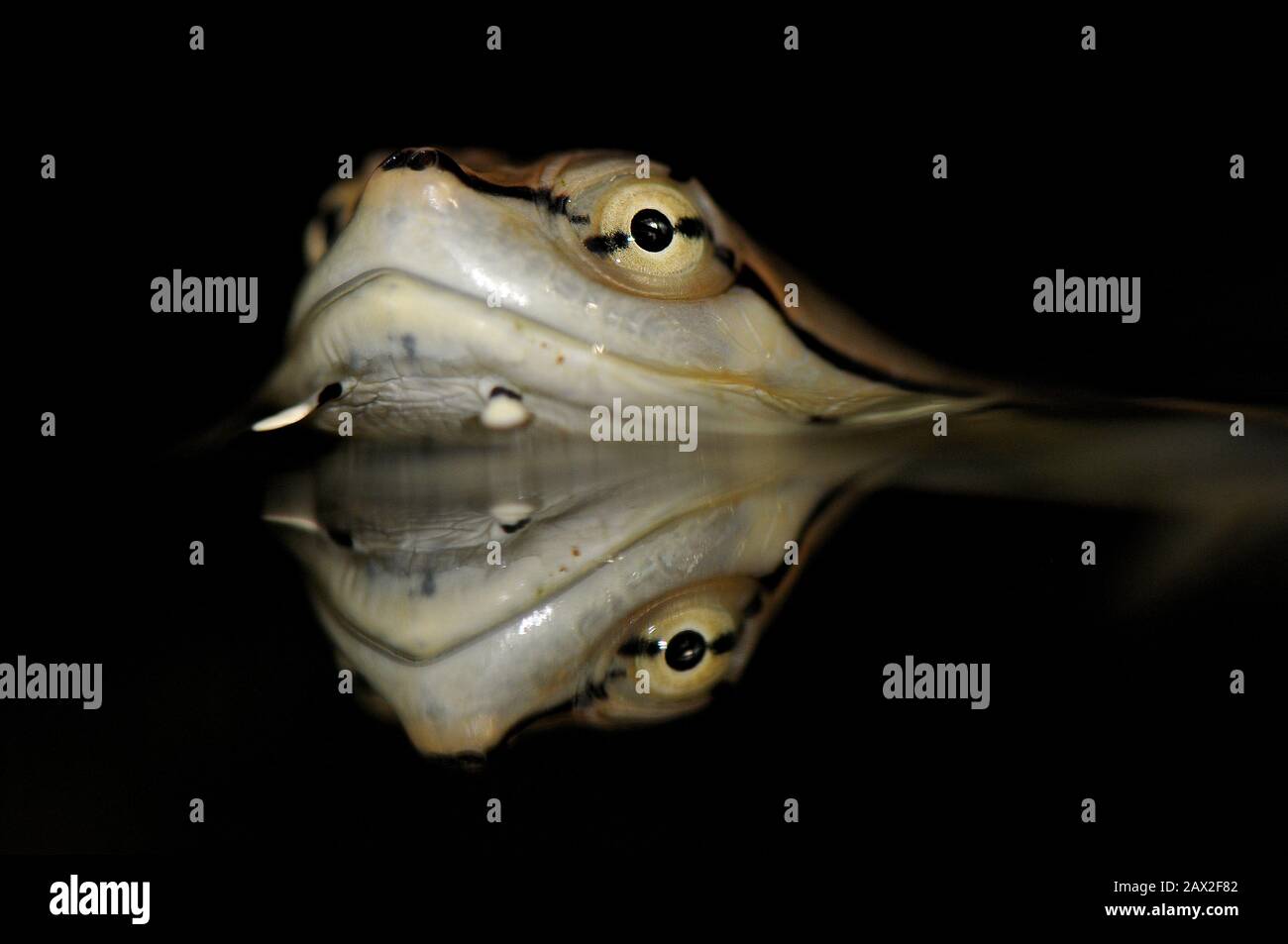Hilaire’s toadhead turtle or Hilaire’s side-necked turtle, Phrynops ...