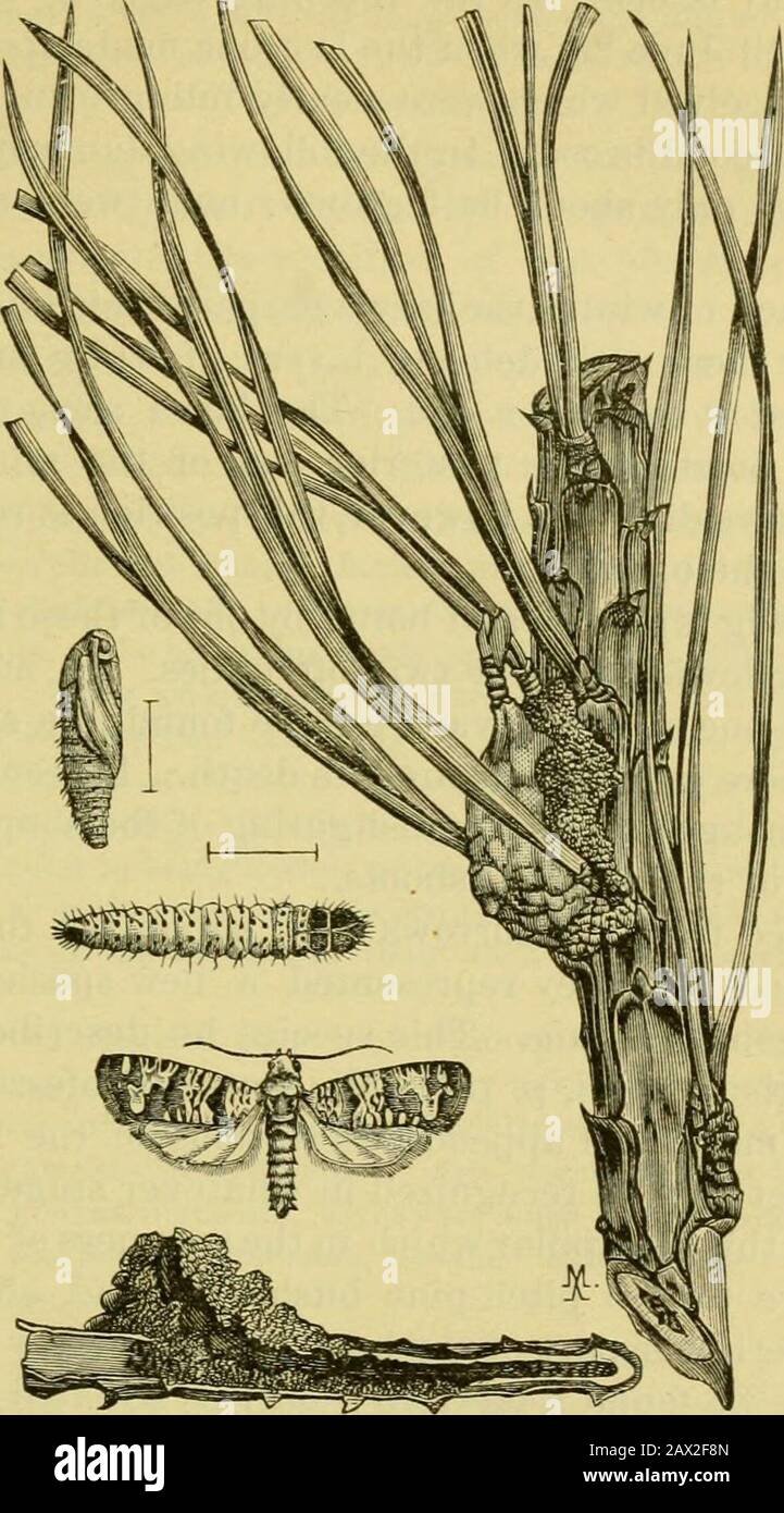 Fifth report of the United States Entomological Commission, being a ...
