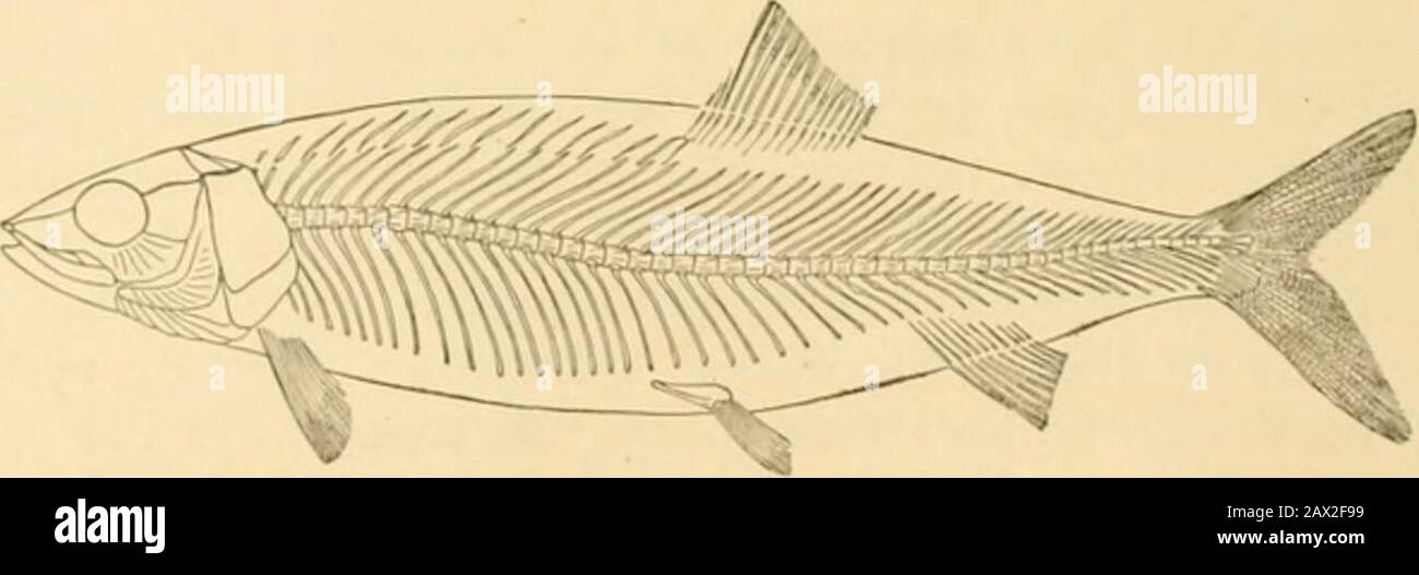Fishes . Notopteriis and Osteoglossmn, the spiral intestinal valvein ...