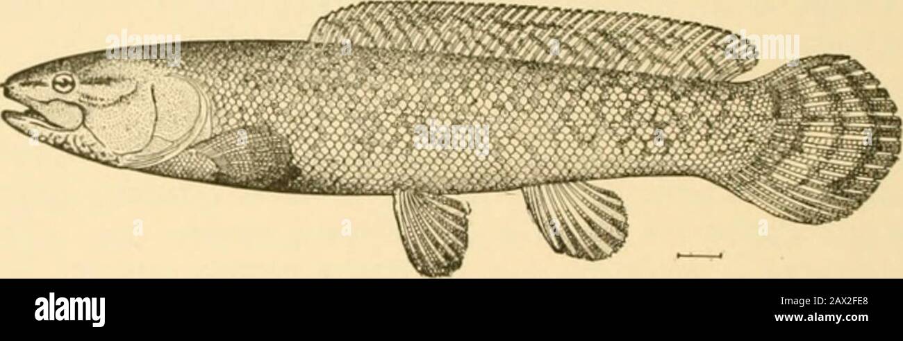 Cycloid scales hi-res stock photography and images - Alamy
