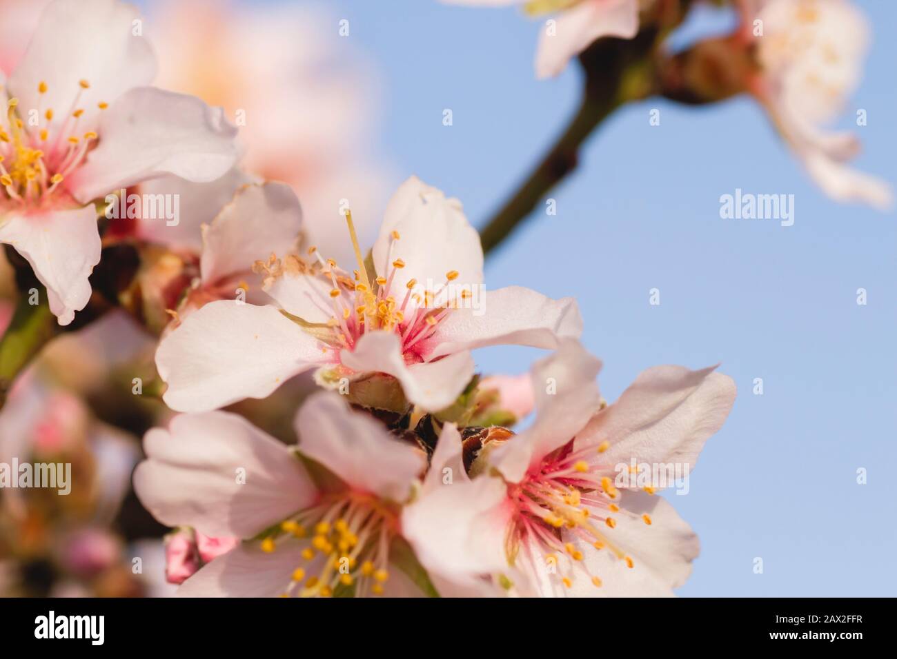 Detail of almond tree pink flowers blooming in early spring Stock Photo ...