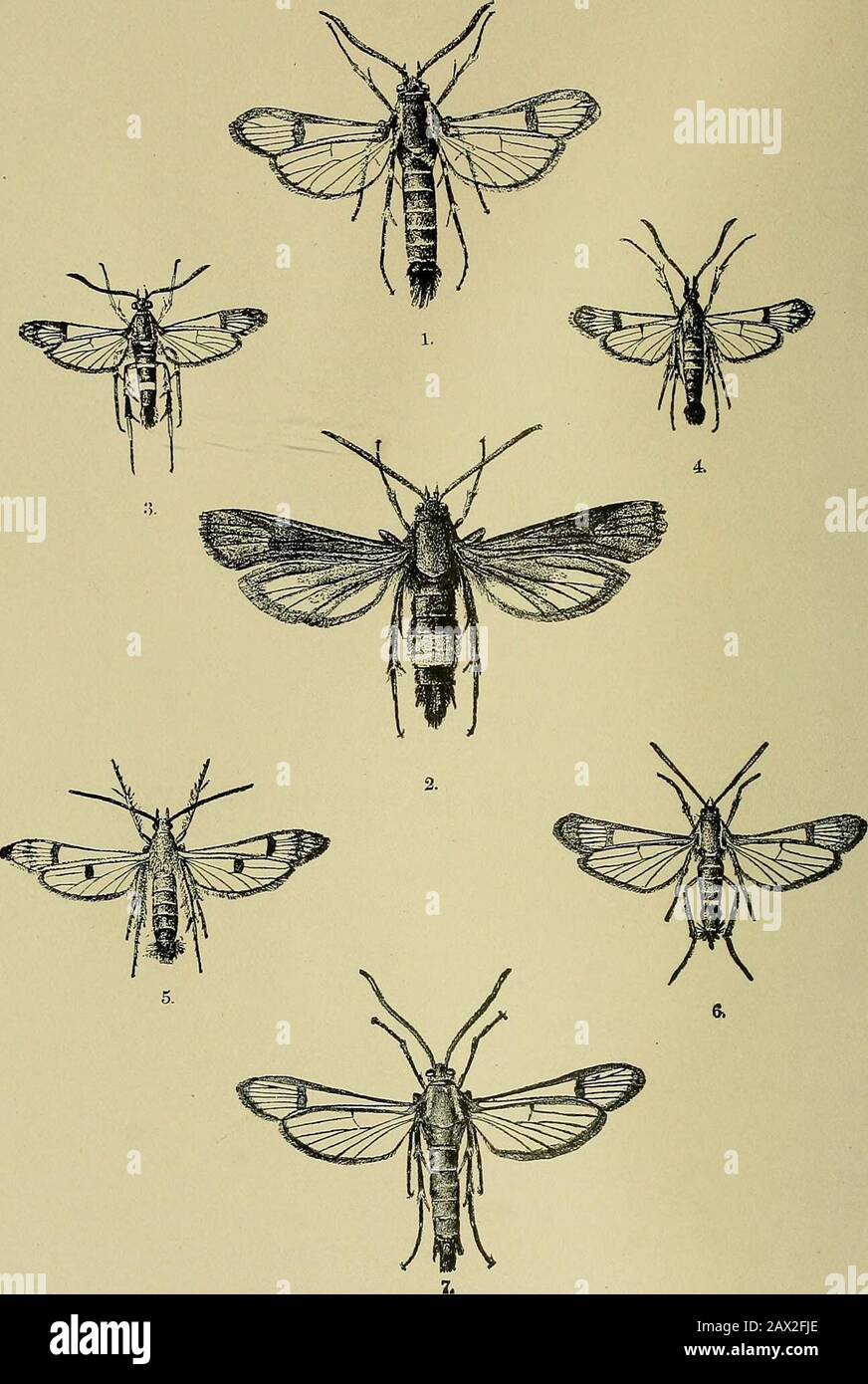 Moths dead body hi-res stock photography and images - Alamy