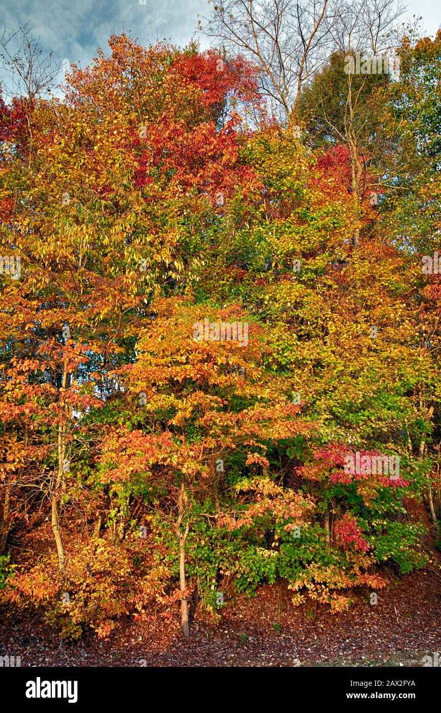 October morning sun illuminates colored woodland hillside Stock Photo ...