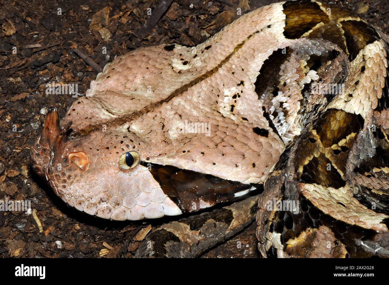 Gaboon viper, Östliche Gabunviper, Vipère du Gabon, Bitis gabonica ...