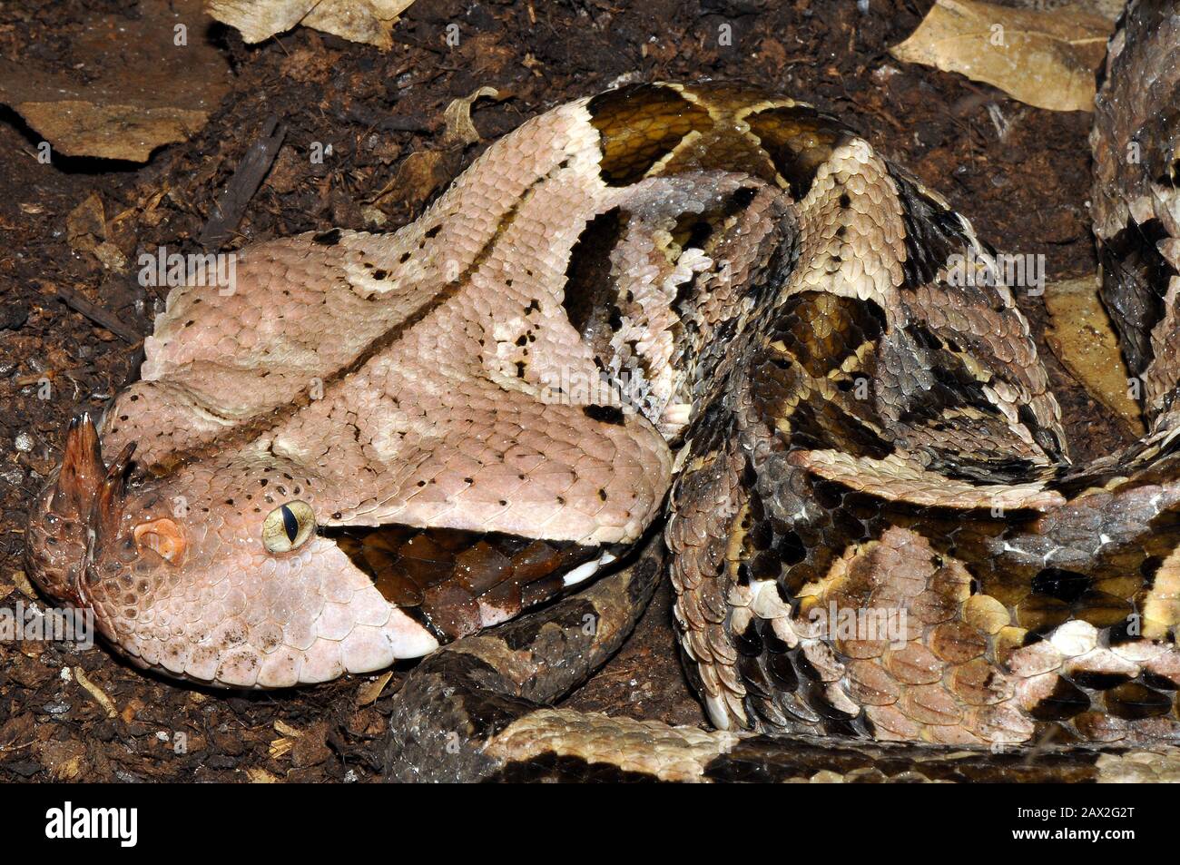 Gaboon viper, Östliche Gabunviper, Vipère du Gabon, Bitis gabonica ...