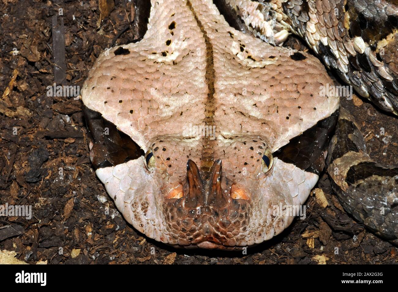 Bitis Gabonica High Resolution Stock Photography and Images - Alamy