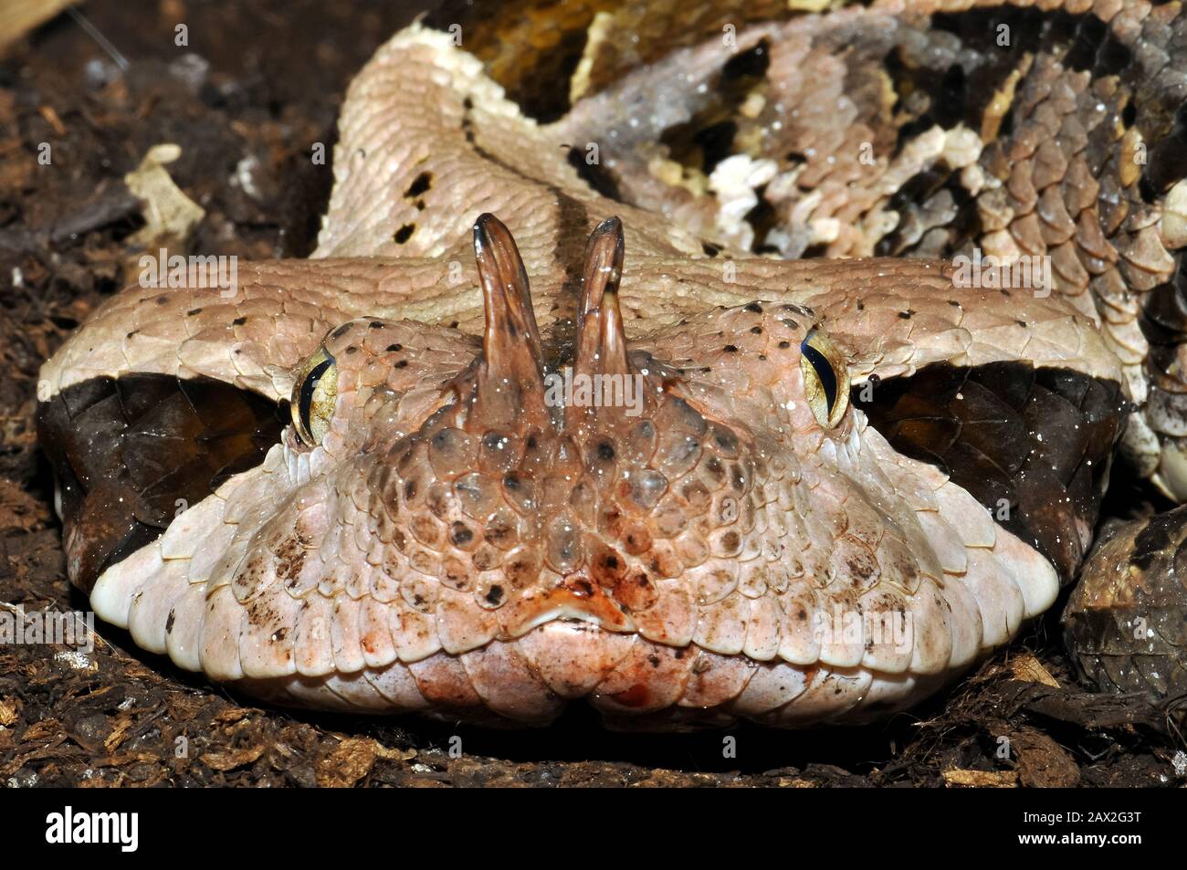 Gaboon viper, Östliche Gabunviper, Vipère du Gabon, Bitis gabonica ...