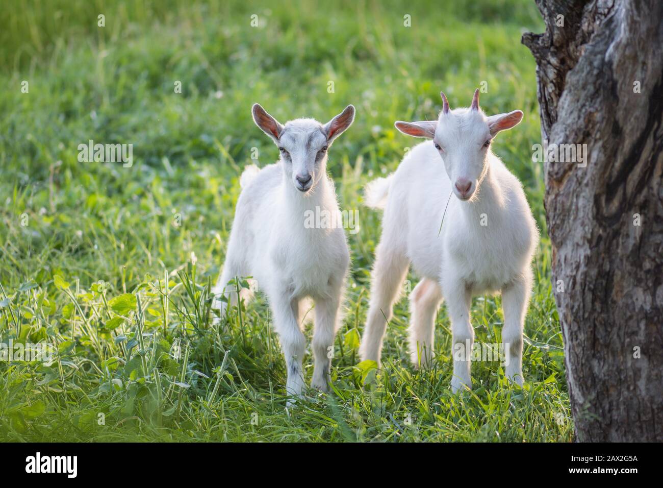 Baby goats kid stand in summer grass. Young goat grazes in a meadow ...