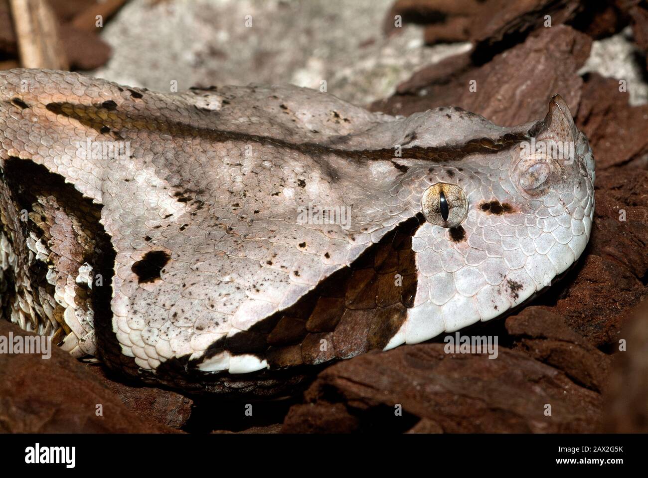 Gaboon viper, Östliche Gabunviper, Vipère du Gabon, Bitis gabonica ...