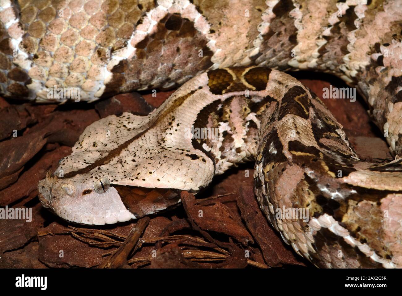 Gaboon viper, Östliche Gabunviper, Bitis gabonica, gaboni vipera Stock ...