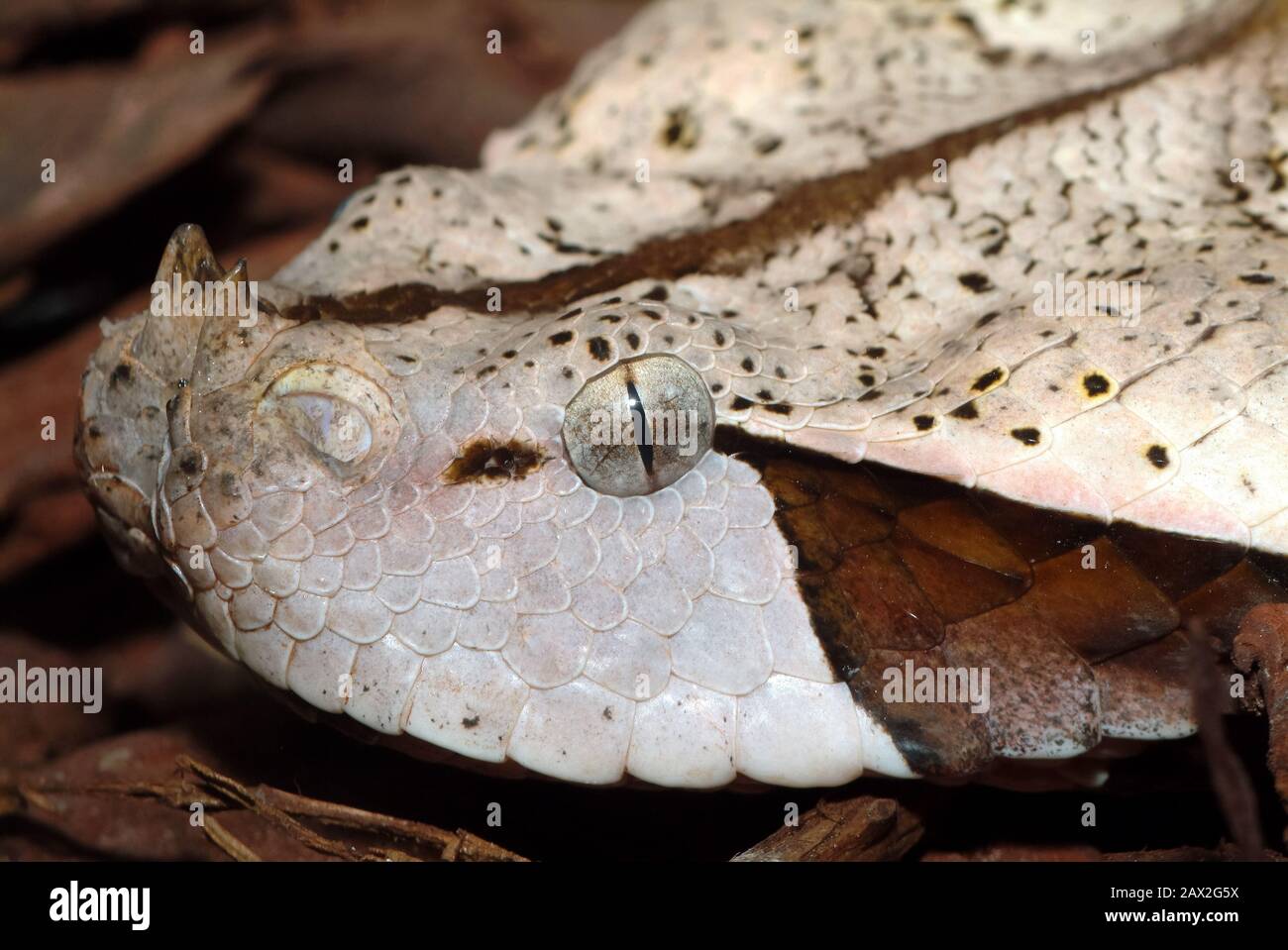 Gaboon viper, Östliche Gabunviper, Vipère du Gabon, Bitis gabonica ...
