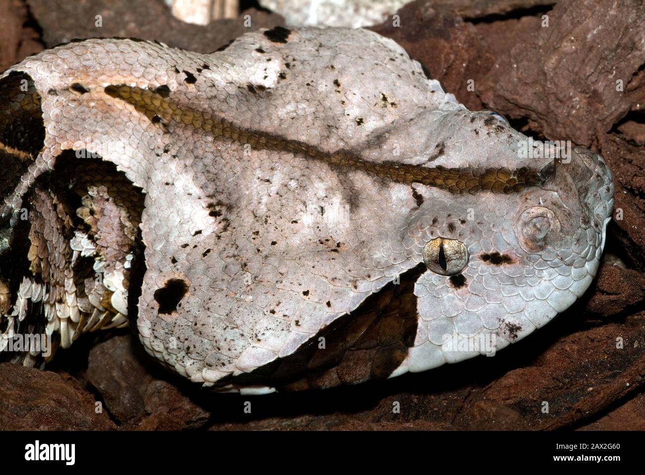 Gaboon viper, Östliche Gabunviper, Vipère du Gabon, Bitis gabonica ...