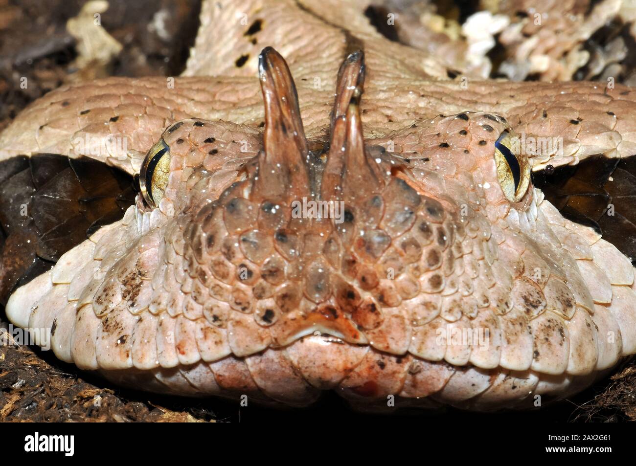 Gaboon viper, Östliche Gabunviper, Vipère du Gabon, Bitis gabonica ...