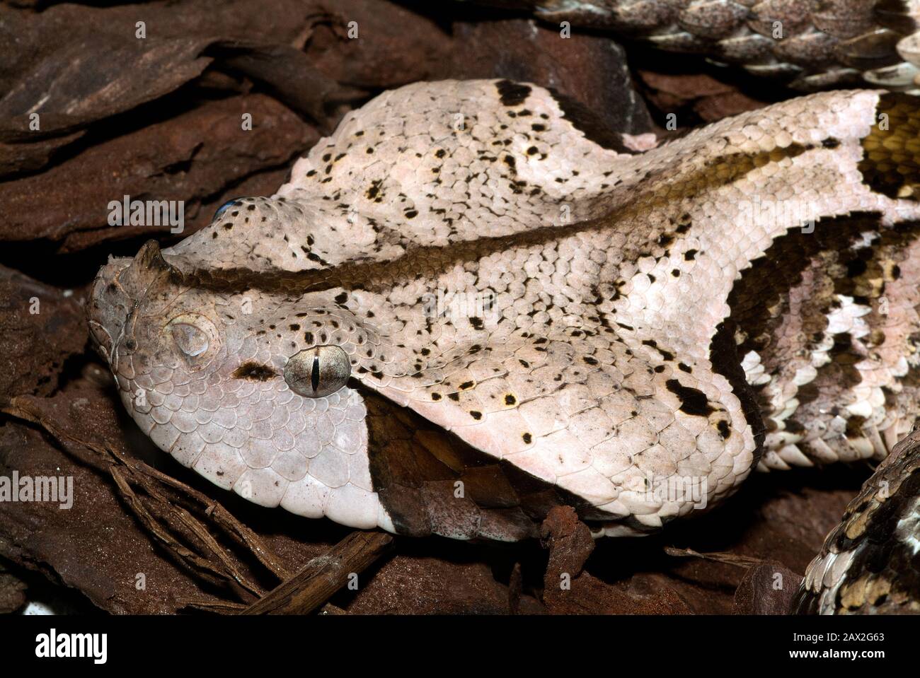 Gaboon viper, Östliche Gabunviper, Vipère du Gabon, Bitis gabonica ...