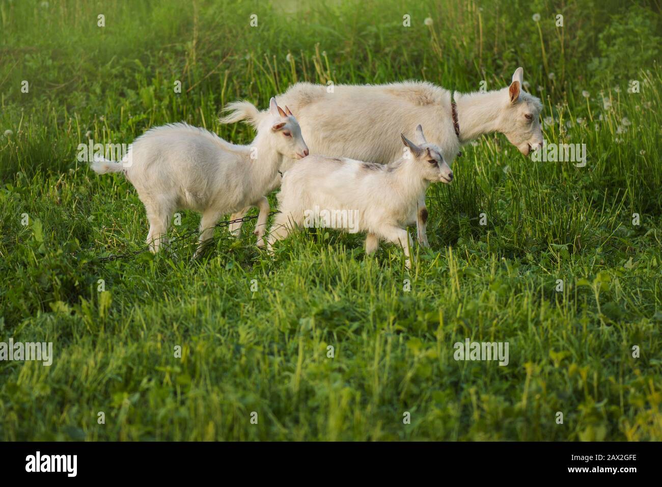 Group of goats with baby goats. Local family goats in the yard village ...