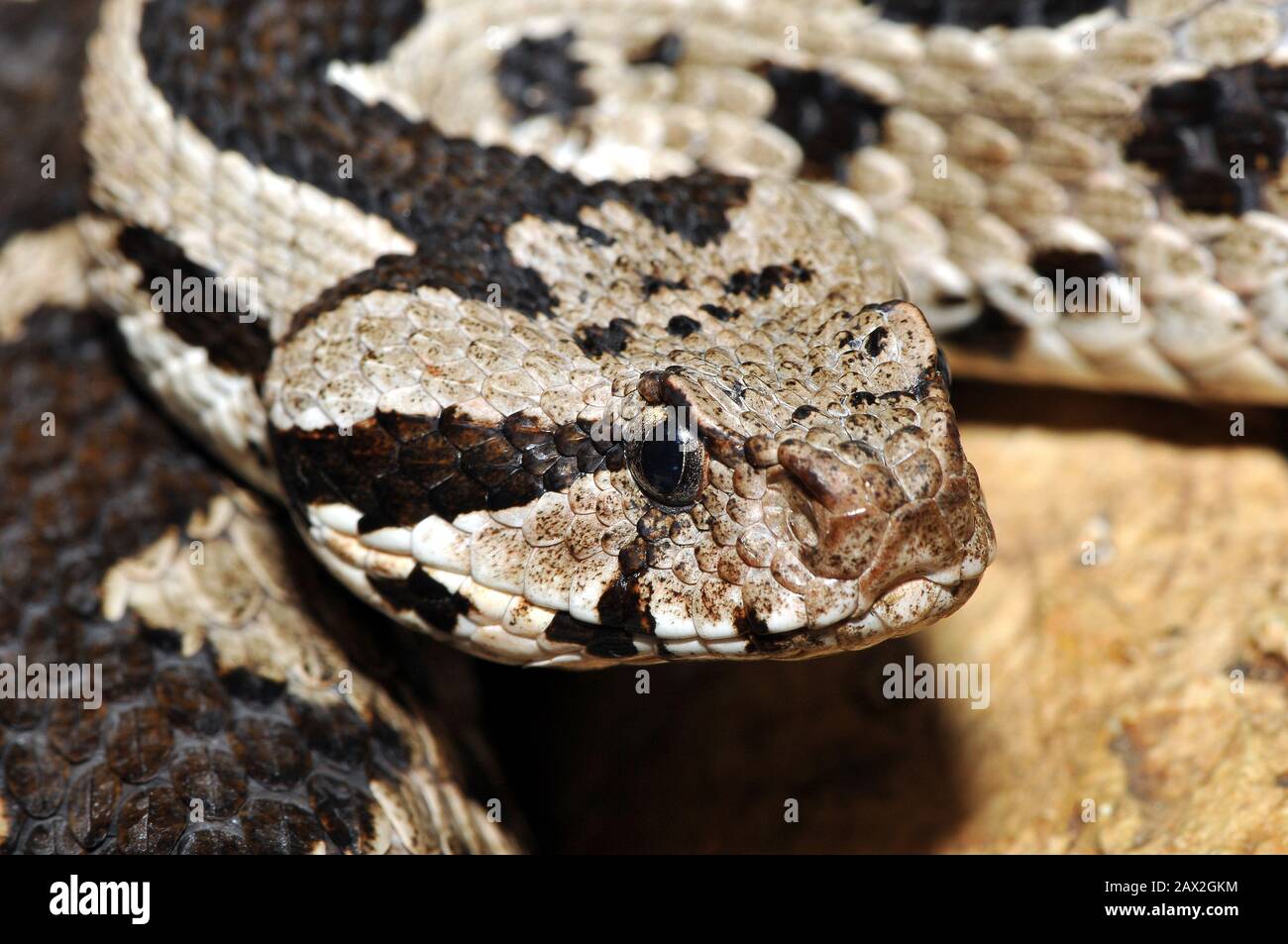rock viper, coastal viper, Ottoman viper, Kleinasiatische Bergotter ...