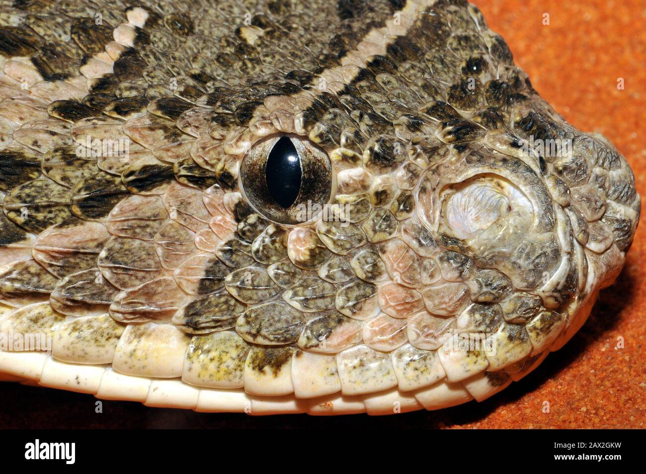 Puff adder, Puffotter, Bitis arietans, puffogó vipera Stock Photo - Alamy