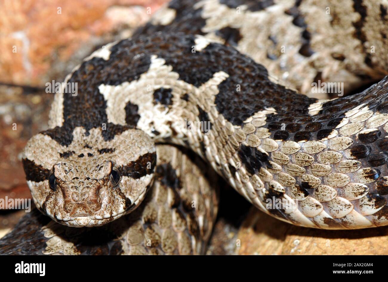 rock viper, coastal viper, Ottoman viper, Kleinasiatische Bergotter ...
