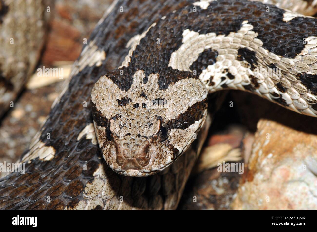rock viper, coastal viper, Ottoman viper, Kleinasiatische Bergotter ...