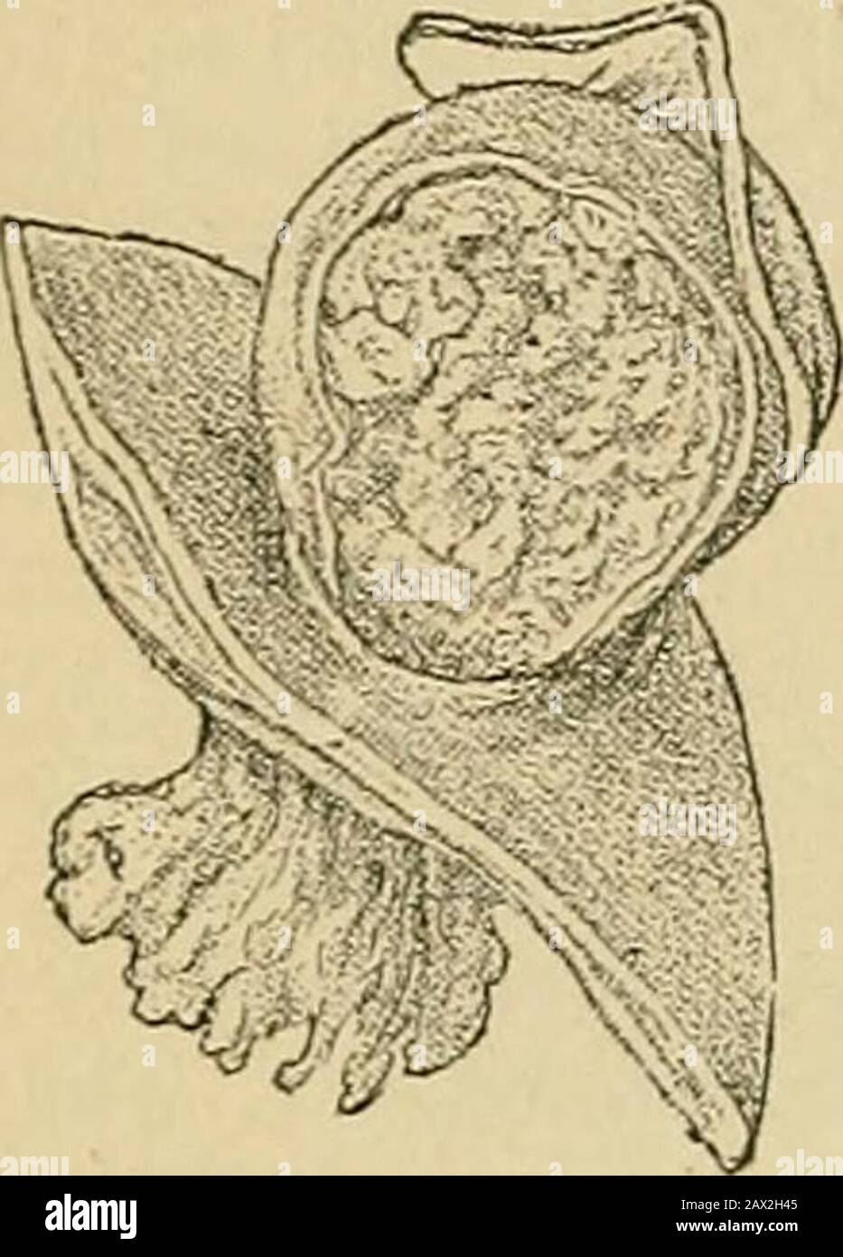 Surgery; its theory and practice . e wounded it must be tied if ...
