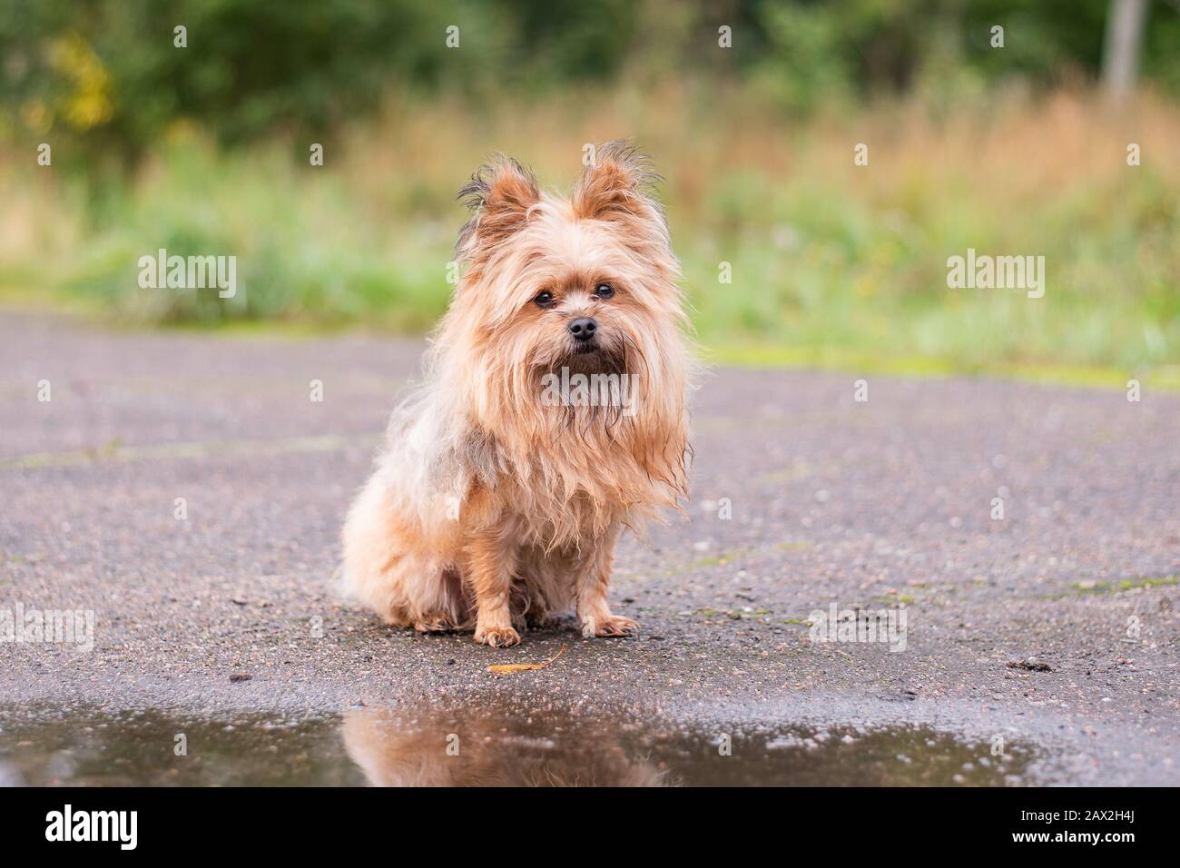 Yorkshire terrier cross hi-res stock photography and images - Alamy
