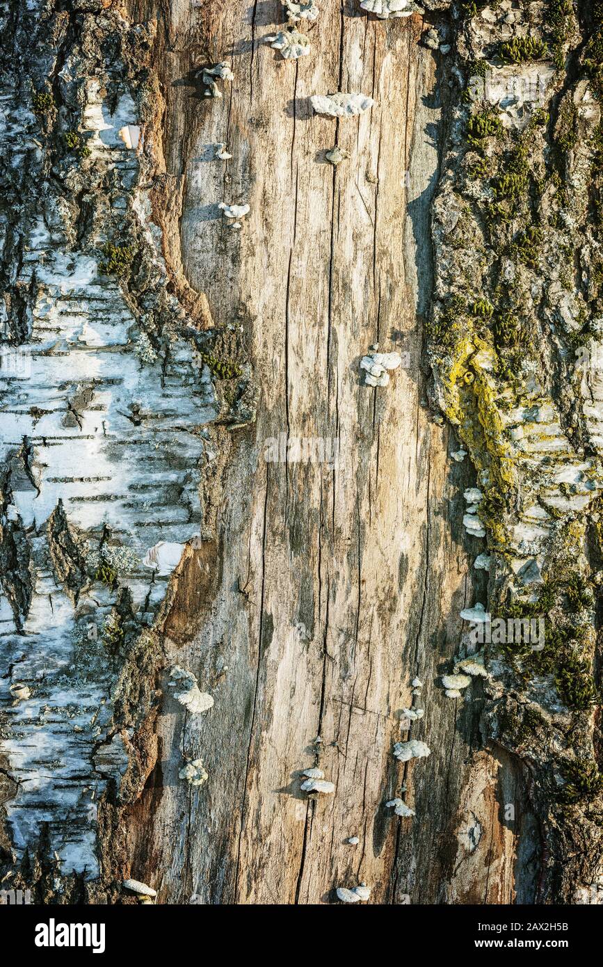 Birch tree bark texture. Surface of the tree trunk Stock Photo - Alamy