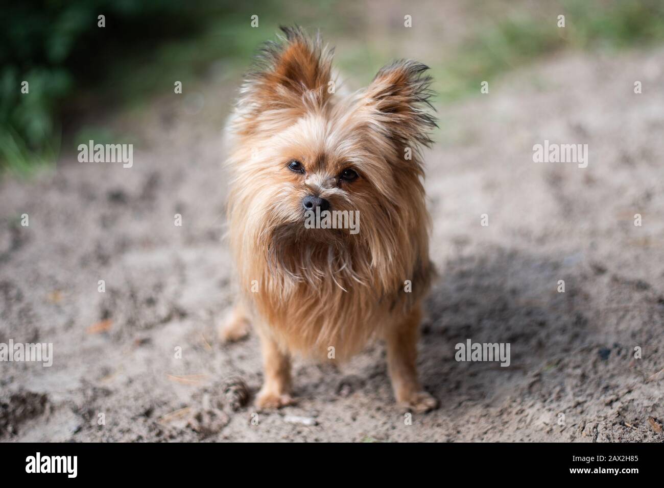 Yorkshire terrier cross hi-res stock photography and images - Alamy