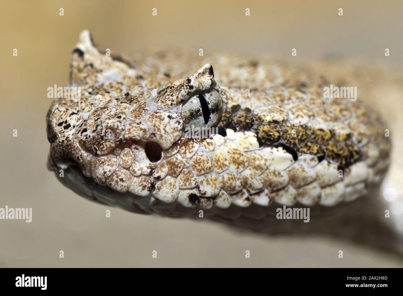 sidewinder, horned rattlesnake and sidewinder rattlesnake, Seitenwinder ...