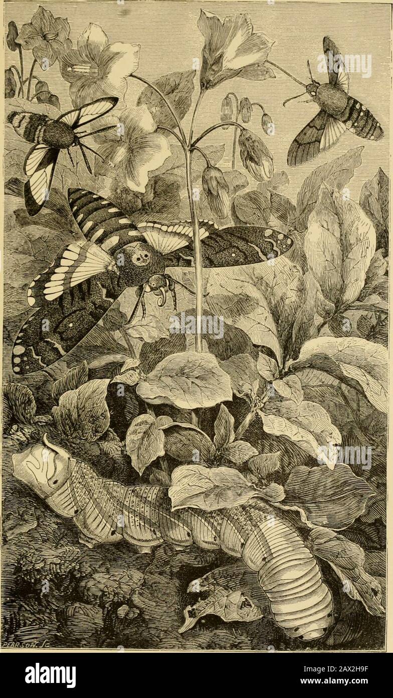 Moth body structure hi-res stock photography and images - Alamy