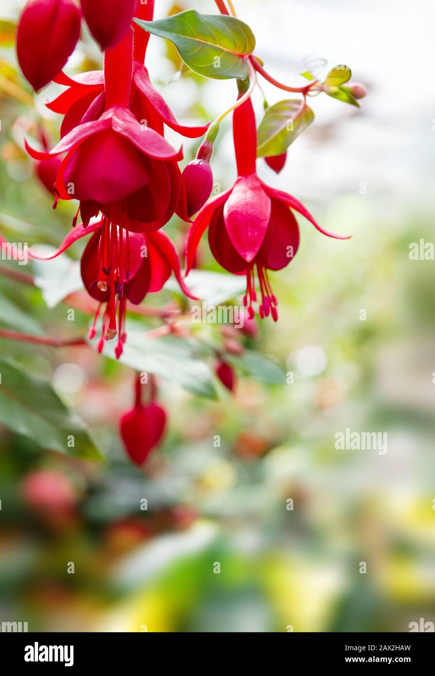 Beautiful red fuchsia flowers hanging from the stem Stock Photo - Alamy