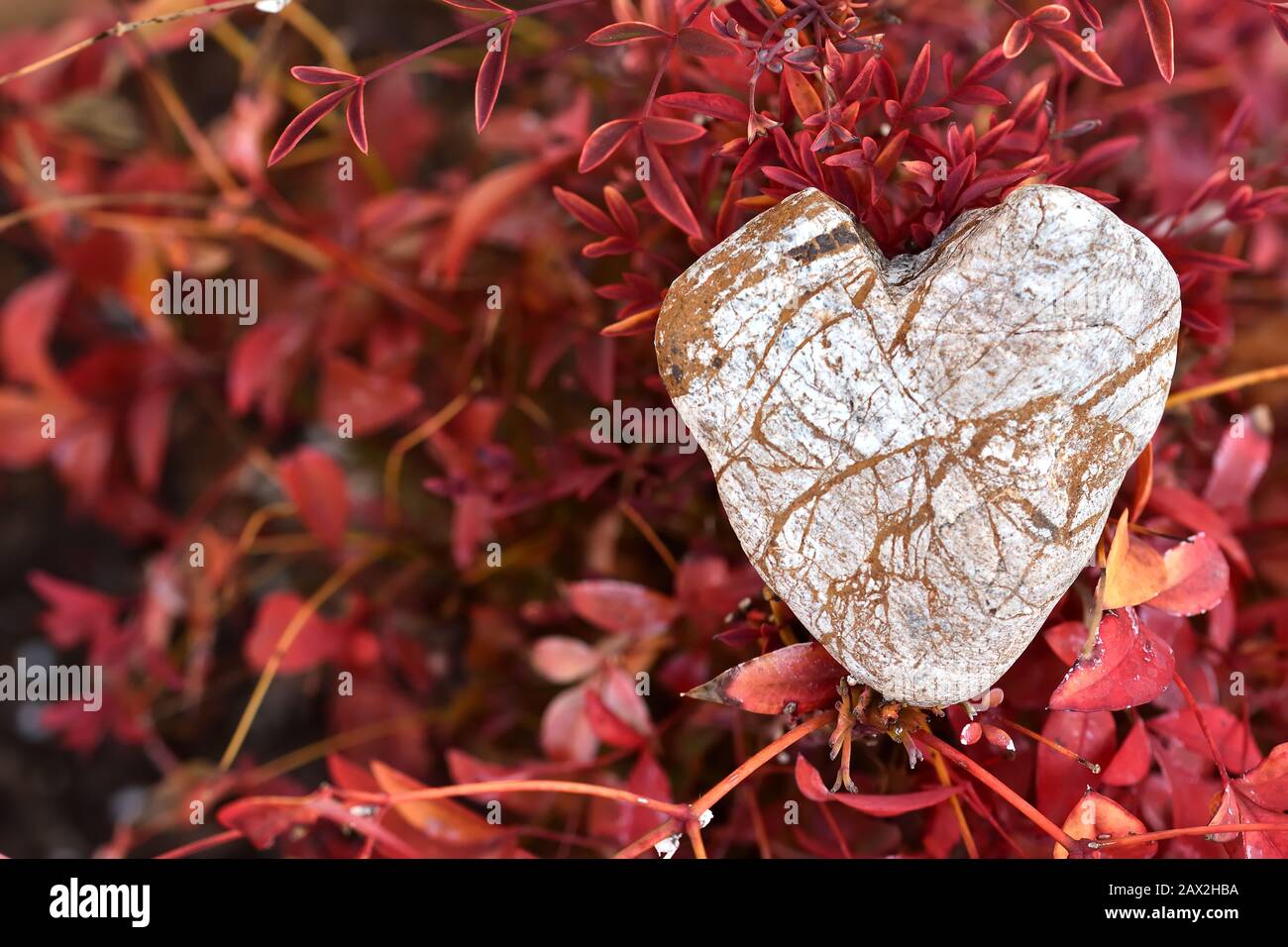 Heart-shaped stone between the red leaves of a plant Stock Photo - Alamy