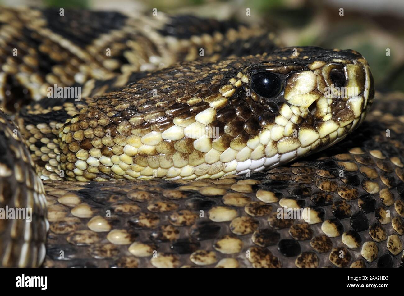 Diamondback Rattlesnake Eyes