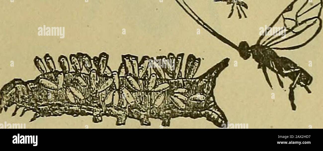 Insects and insecticidesA practical manual concerning noxious insects ...