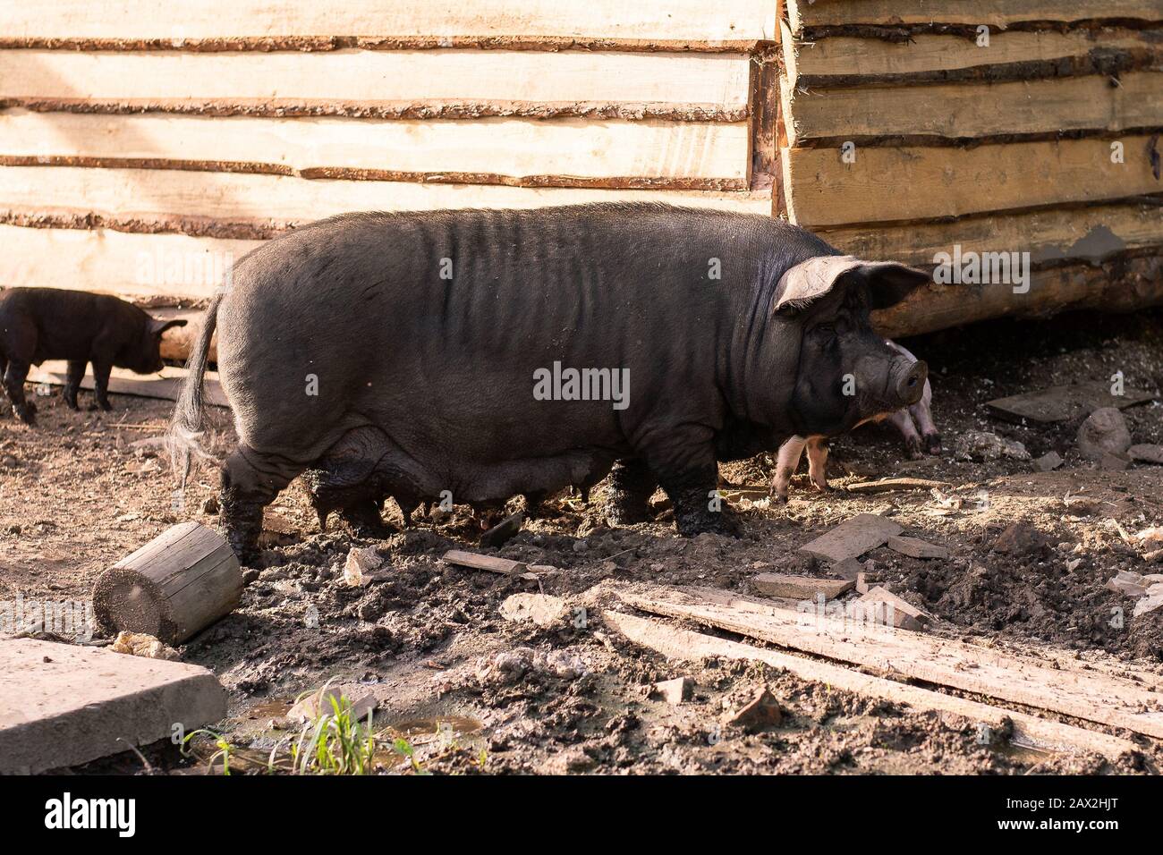 Black sow walking on a home farm Stock Photo - Alamy