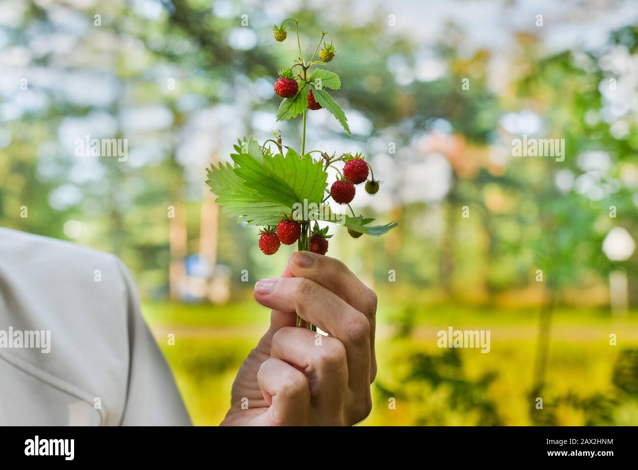 Strawberry branch in the hand. On a green background Stock Photo - Alamy