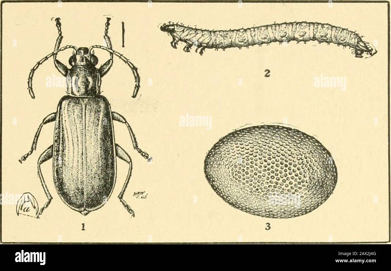 Western corn root worm hi-res stock photography and images - Alamy