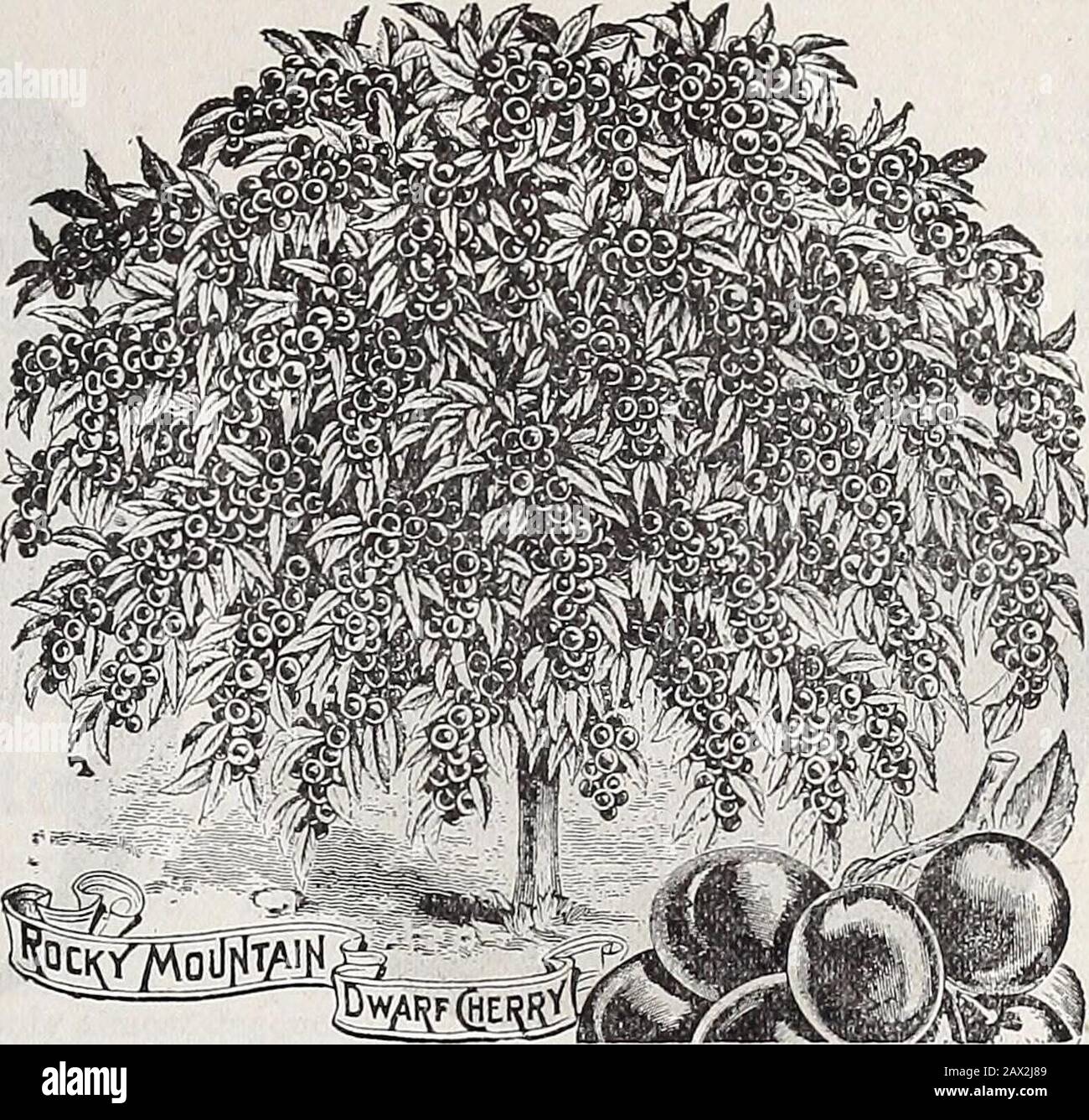 Schwill's annual descriptive catalogue : high class seeds, trees and ...