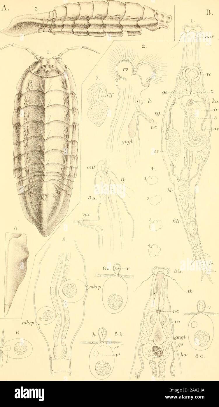 Aruru hi-res stock photography and images - Alamy