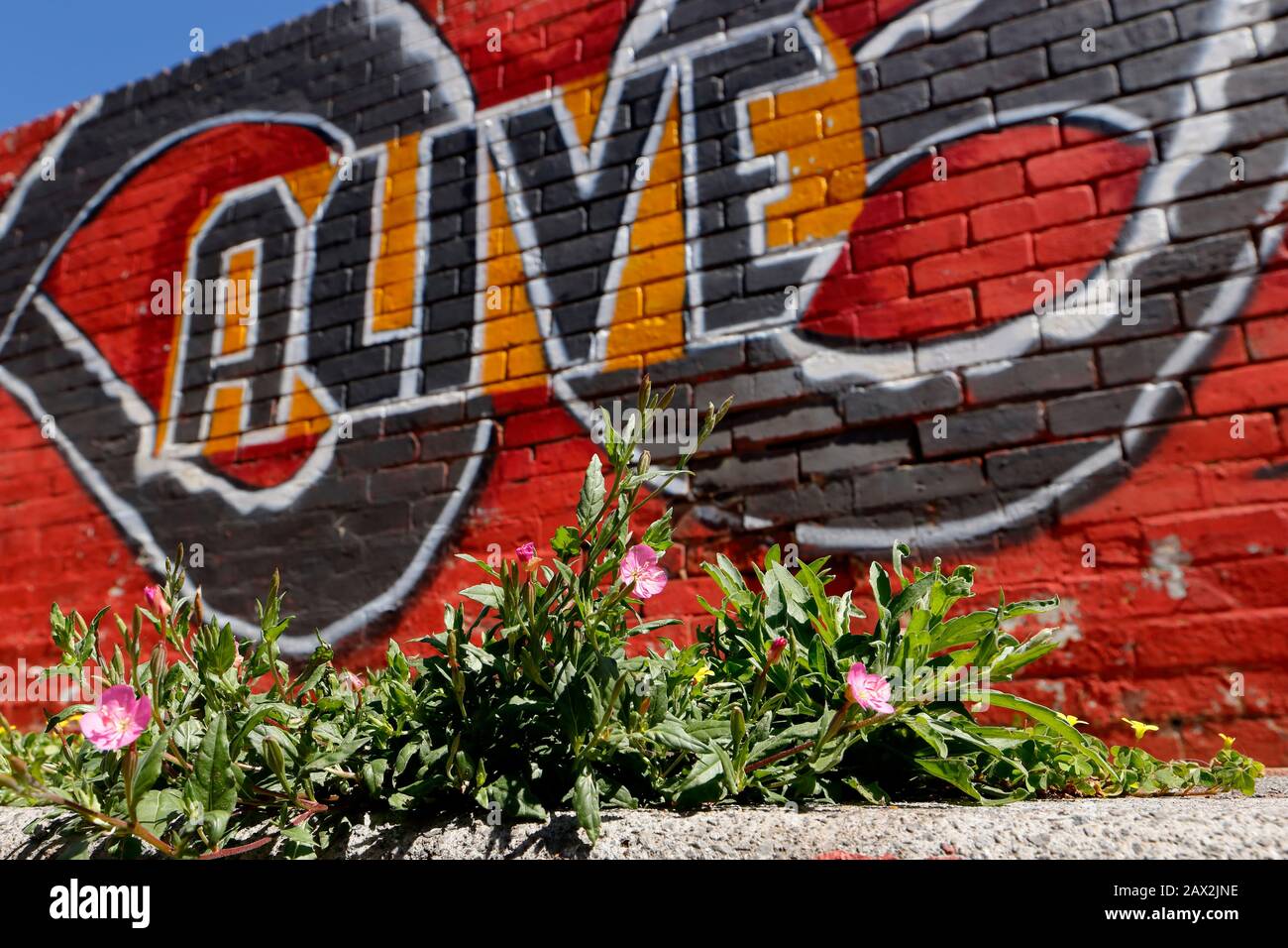 Graffiti on a wall. Garish street art featuring the word "Alive" using ...