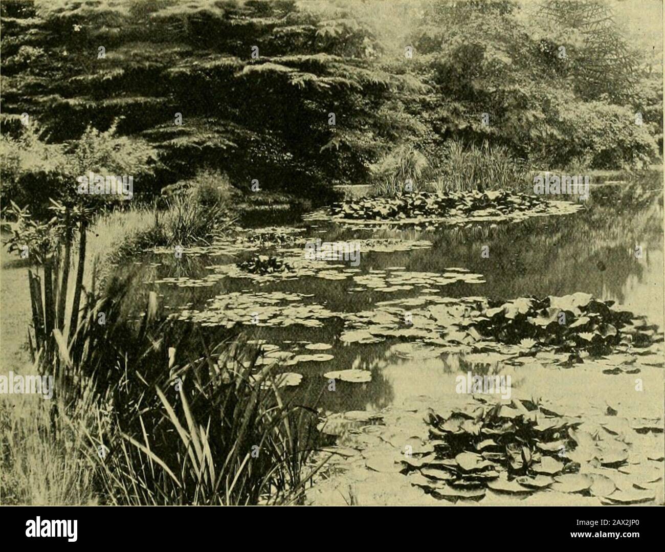 Aquatic plants tanks hi-res stock photography and images - Alamy
